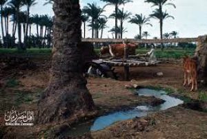 Breakfast at one of The Egyptian Green Farms and discover theEgyptian ...